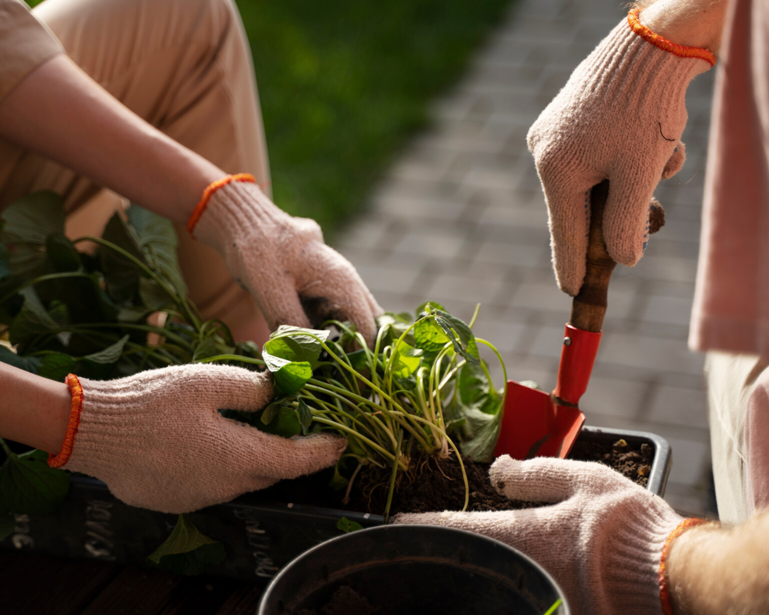 Neutrog - Studio Juno